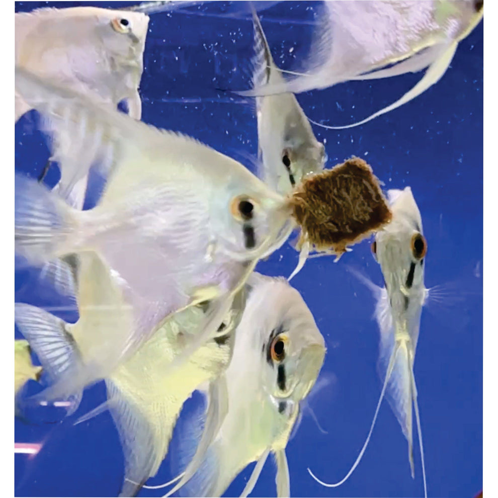 Super Cichlids Freeze-Dried Blackworms with Color Boost (All Natural ...