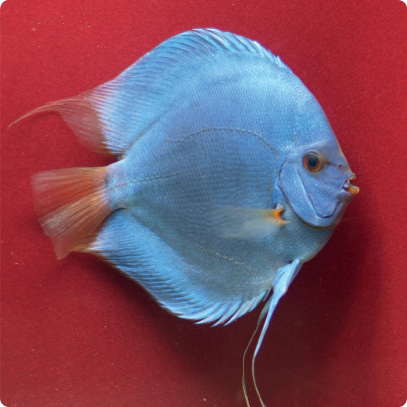 Stendker Discus USA | Blue Diamond #1 Source for Elite Discus ...