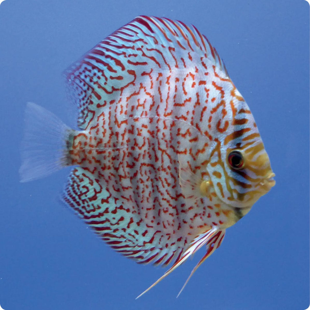 Stendker Discus USA: #1 Source for Premium Discus