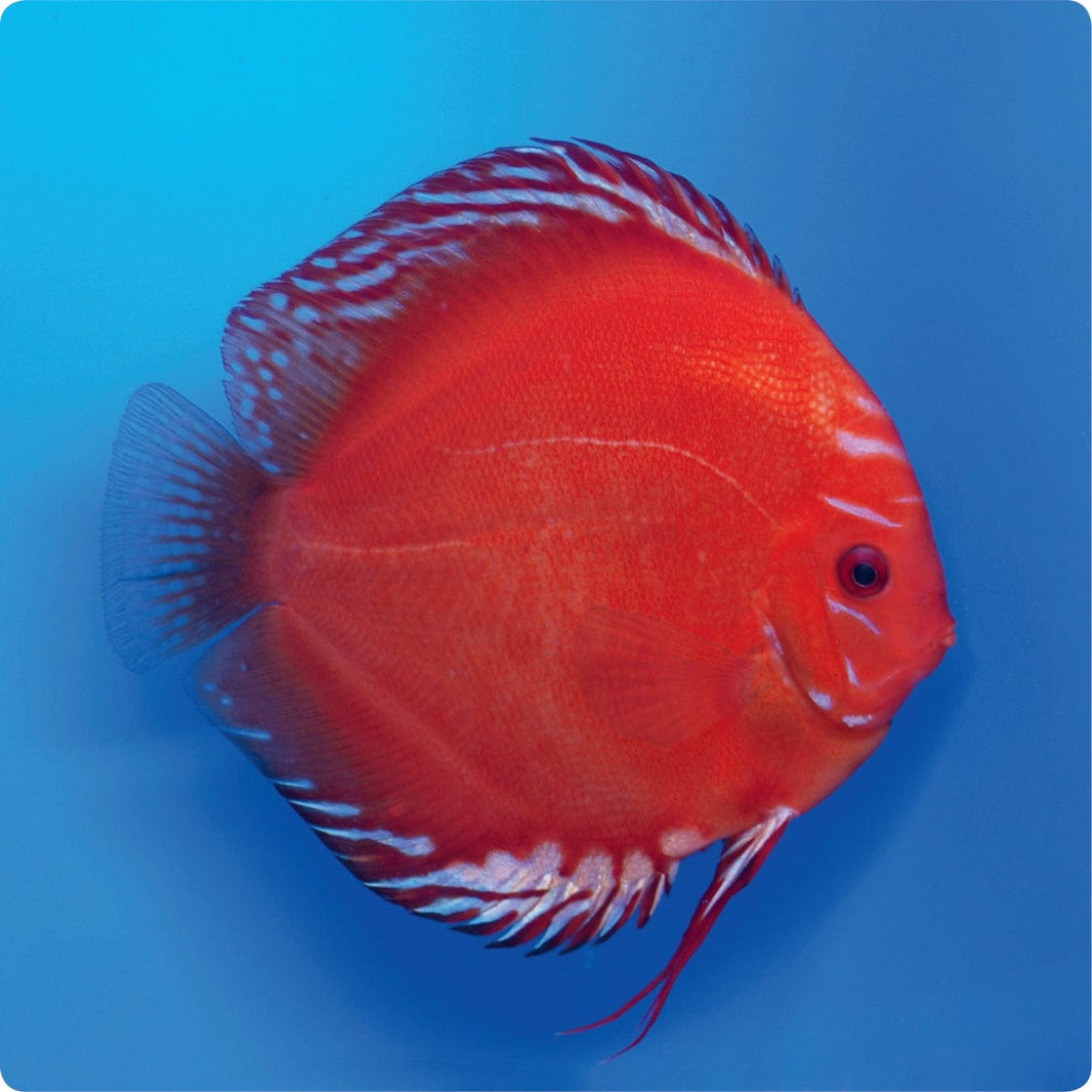 Stendker Discus USA: #1 Source for Premium Discus