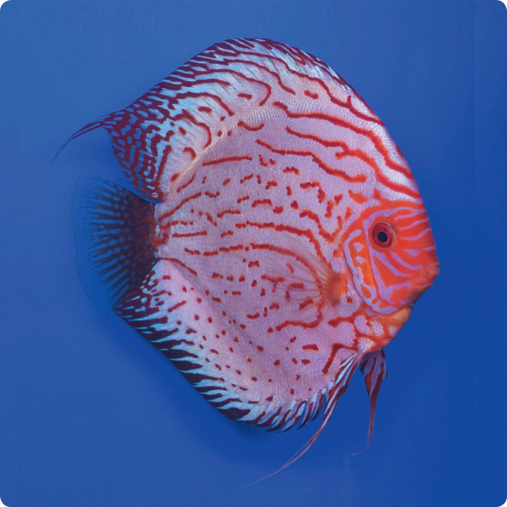Stendker Discus USA: #1 Source for Premium Discus