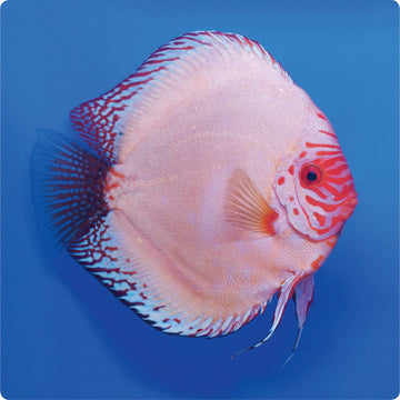 Stendker Discus USA: #1 Source for Premium Discus