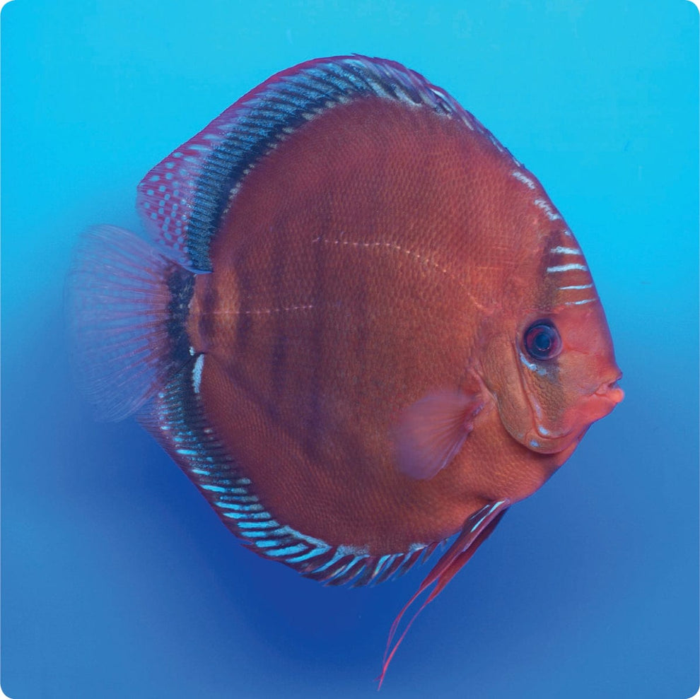 Stendker | Santarem - Stendker Discus USA: #1 Source for Premium Discus