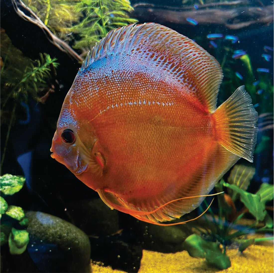 Stendker | Stendker Special - Stendker Discus USA: #1 Source for ...