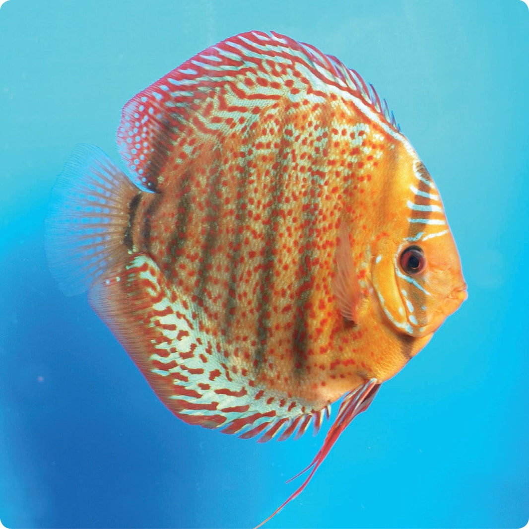 Stendker Discus USA: #1 Source for Premium Discus